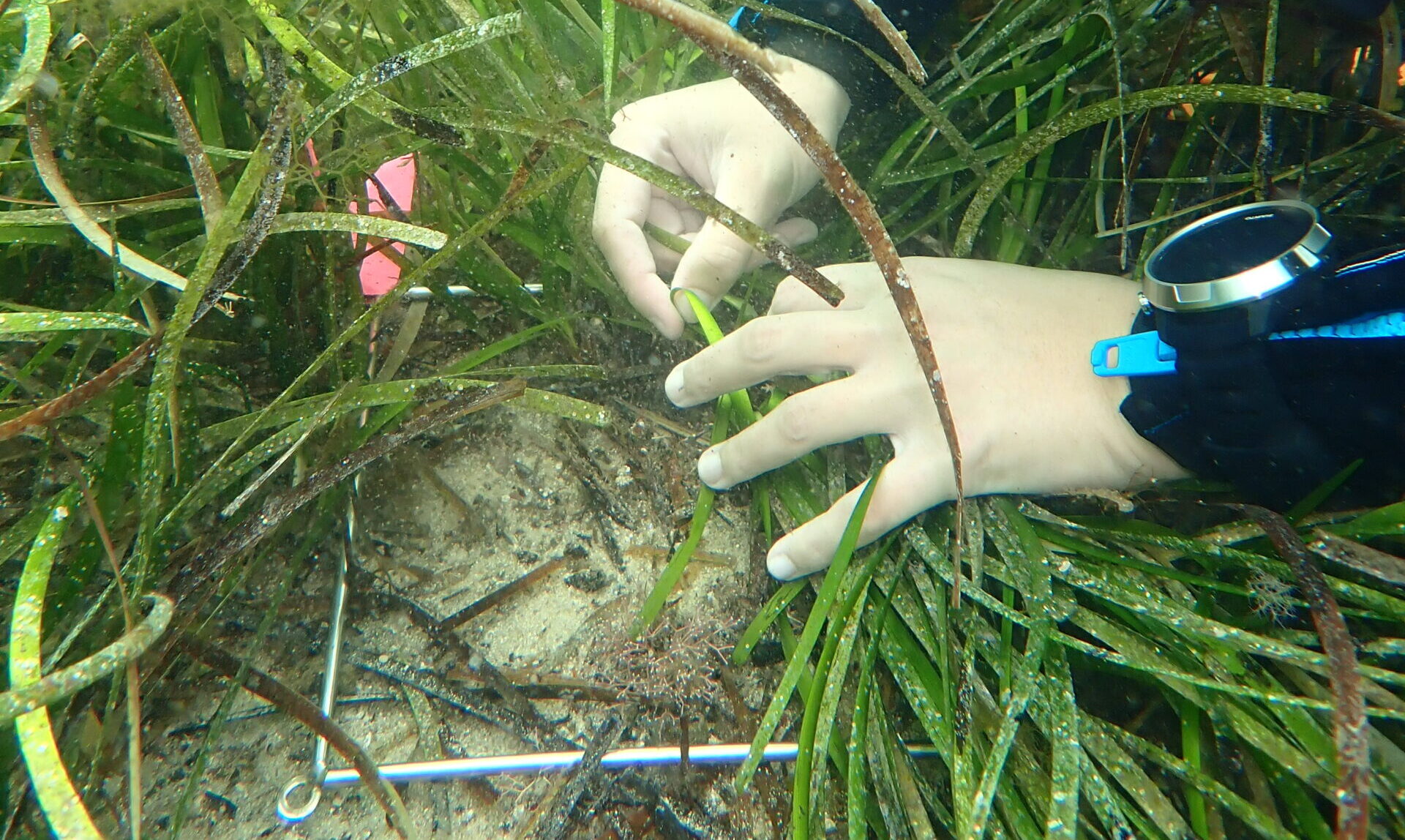 Keep Watch Seagrass Monitoring Reports - GeoCatch