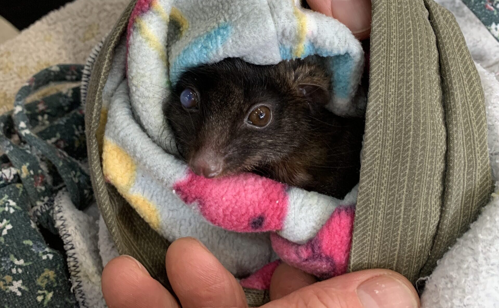 Local vets teach first aid for possums - GeoCatch