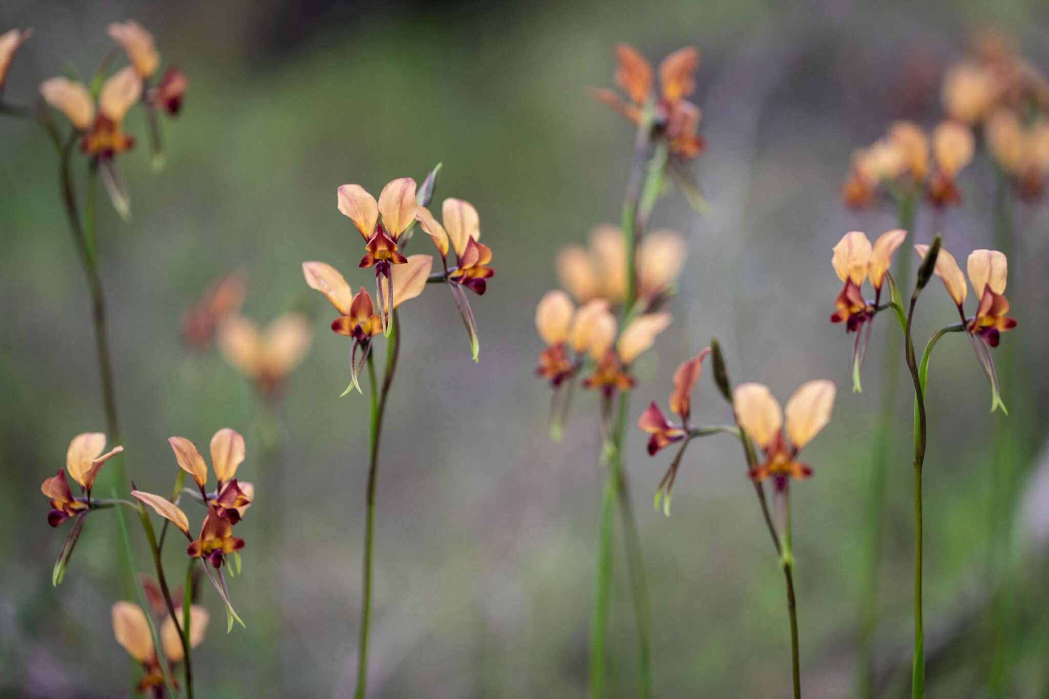 GeoCatch launches K5 Calicivirus Rabbit Control Pilot Program - GeoCatch