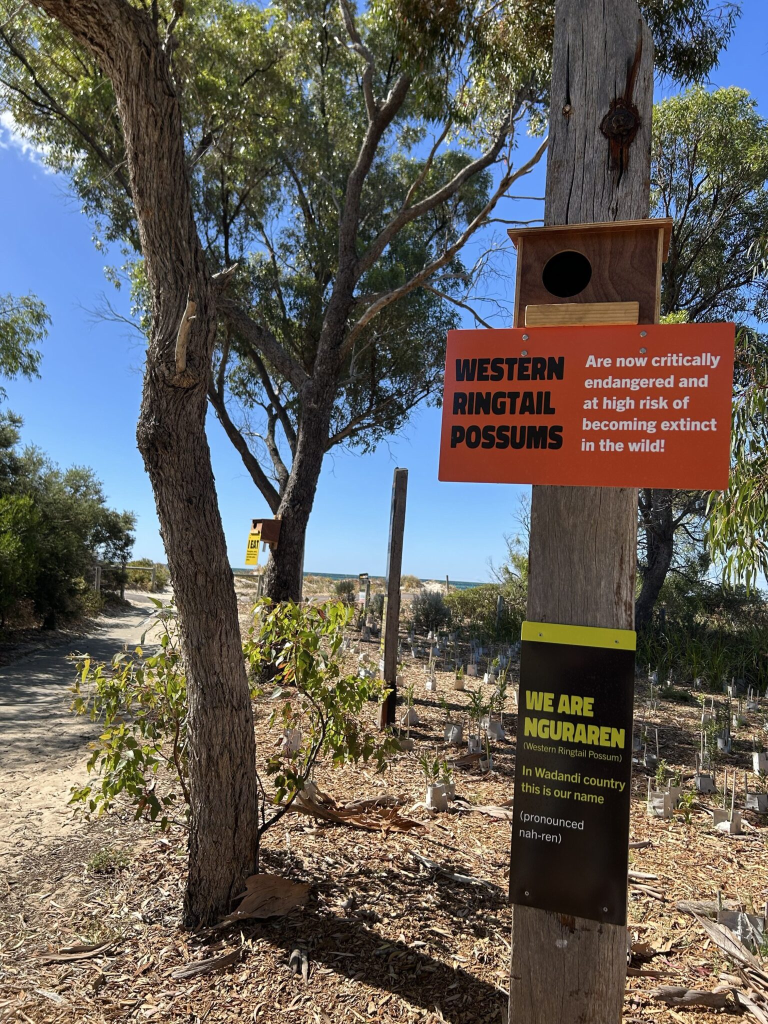 New educational signs shine a light on critically endangered possums ...